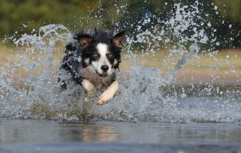 Ontdek de Husky Border Collie Kruising | Hondop1