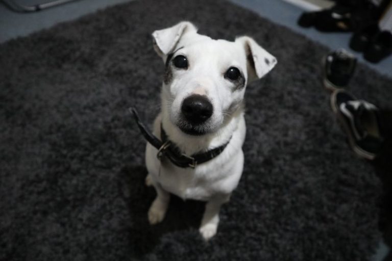 De Grijze Jack Russel: Bekijk de schattigste variant | Hondop1
