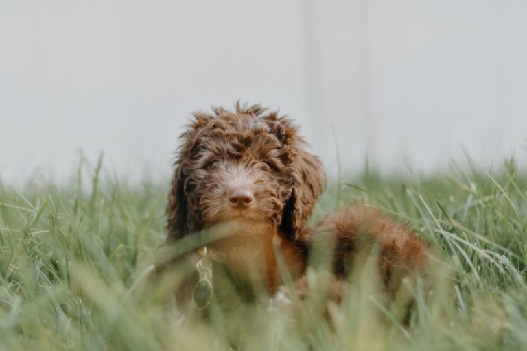 Ontdek de Labradoodle Boomer kruising | Hondop1