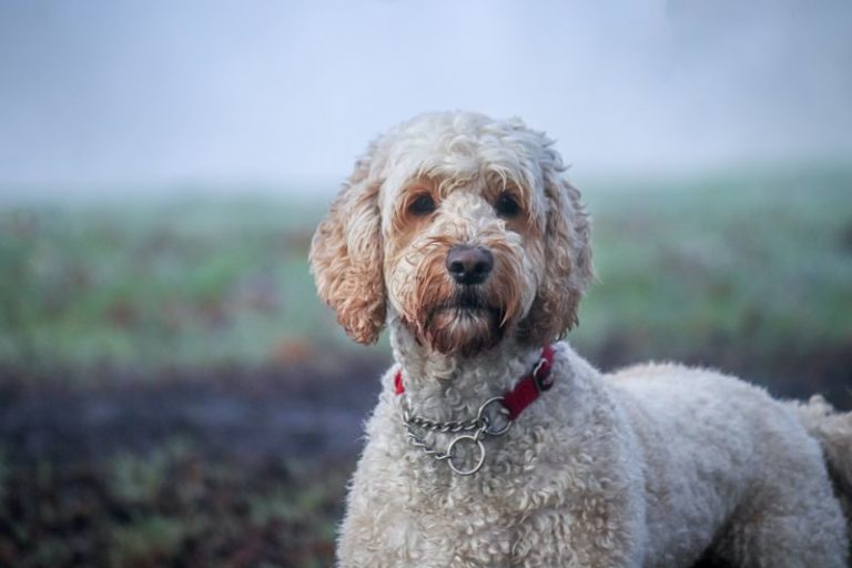De Labradoodle Wit: Een Liefdevol En Uniek Huisdier | Hondop1