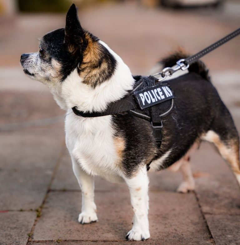 Jack Russel Chihuahua kruising: Uitgebreide Gids HIER | Hondop1