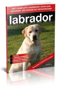 Friese Stabij Labrador kruising. Check alle info HIER | Hondop1