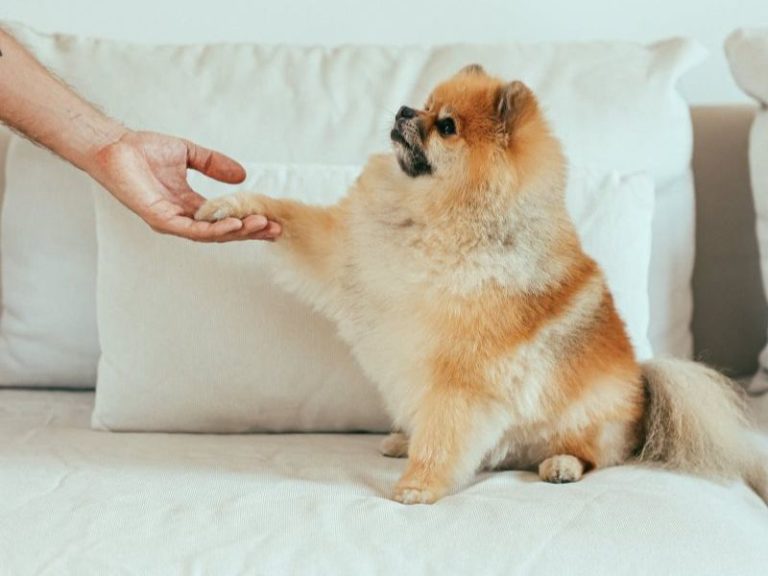 De Witte Keeshond: Een Sierlijke En Unieke Variant | Hondop1