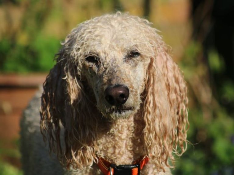 Welke soorten Poedels zijn er? CHECK HIER! | Hondop1