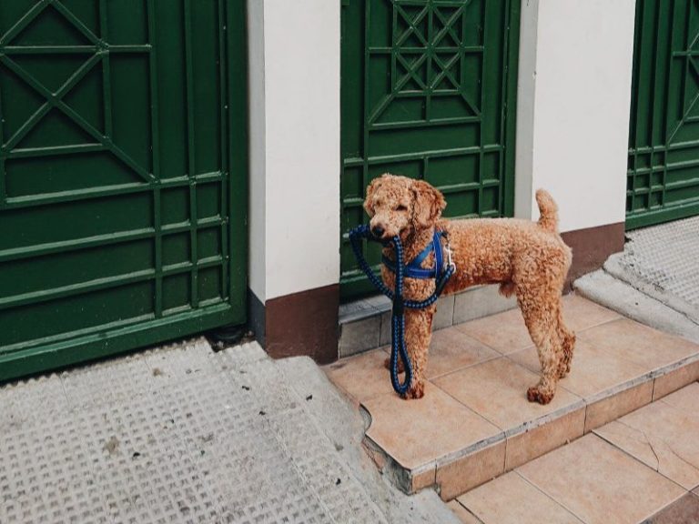 Een Poedel Kopen: Alles Wat Je Moet Weten | Hondop1