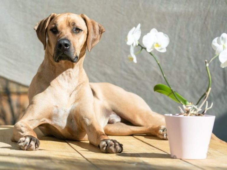 Alles over het Rhodesian Ridgeback karakter | Hondop1